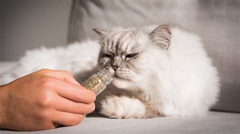 Warning Signs Your Cat Enjoyed Too Much Catnip
