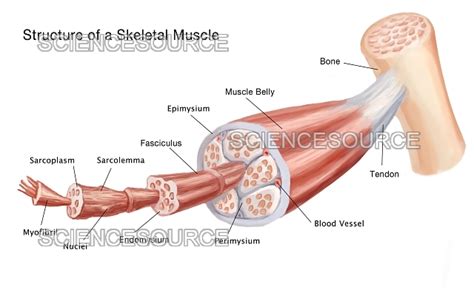 Endomysium Of Skeletal Muscle