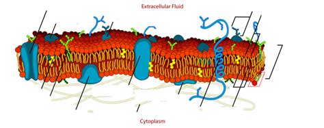 Plasma Membrane Diagram Quizlet