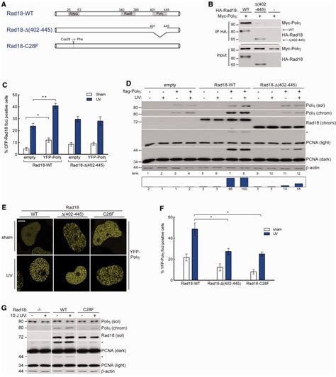 physical interaction between rad18 and polη drives efficient