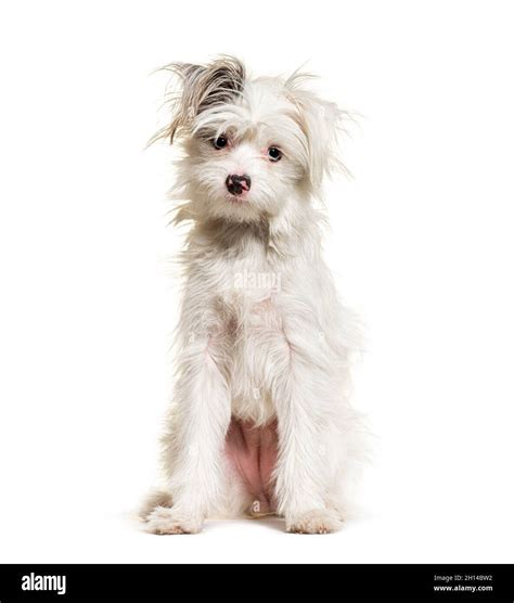 Yorkshire Terrier Poodle Mix