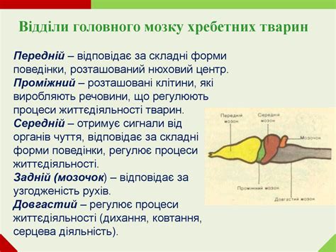 Нервова система її значення і розвиток у різних тварин презентация