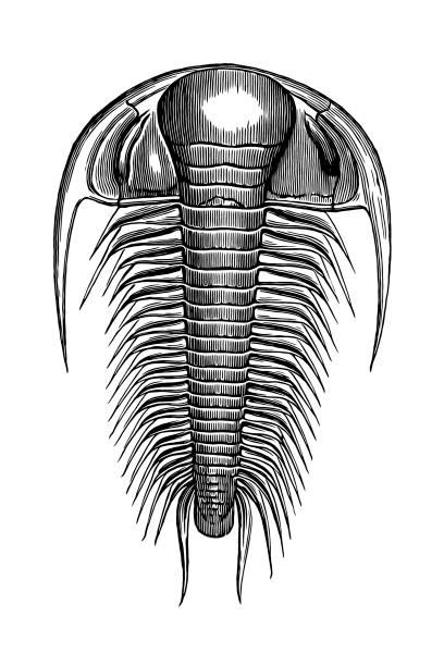 Trilobite Fossil Illustrations Royalty Free Vector Graphics And Clip Art