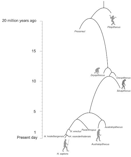The Atavism The Tree Of Diversification Or Why The March Of Progress