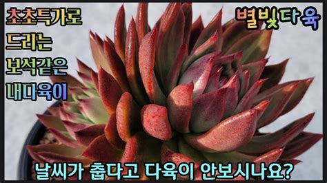 221222다육이별빛다육초초특가명품다육스타보스금군생귀품다육돌기마디바환엽불꽃아모르파티군생환엽쥬피터환엽