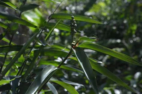 海南屯昌：大力发展南药全产业链 谋求新发展机遇央广网