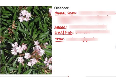 Vet 406 Plant Toxin 2 Diagram Quizlet