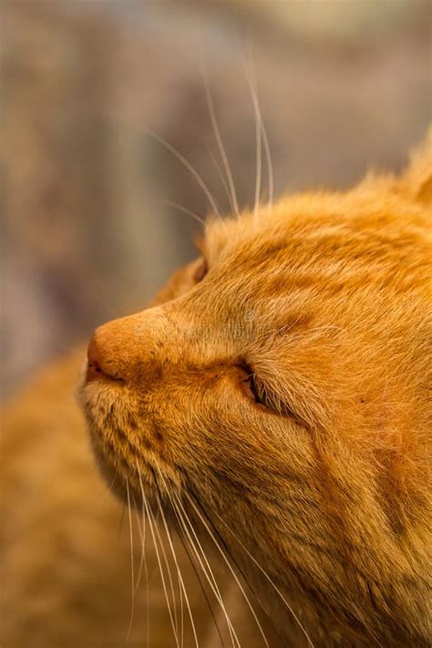 Sweet Lazy Ginger Kitten Orange Kitten Close Up Stock Photo Image Of Nature Eyes 264456472
