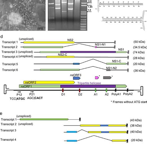 Bayesian Phylogeny Inference Based On A 162 Aa Long Region Of The Ns1