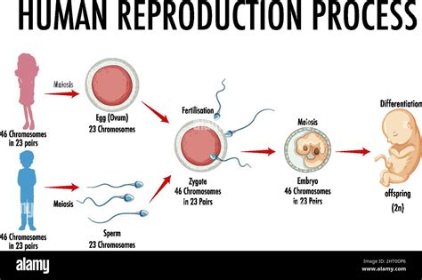 Human Reproduction Cycle Diagram Flexi Answers What Is The Life