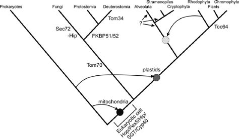 The Model Of Evolutionary Development Of Tpr Domain Containing Download Scientific Diagram