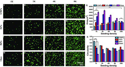 Combinatorial Effect Of Seeding Density And Substrate Stiffness A P
