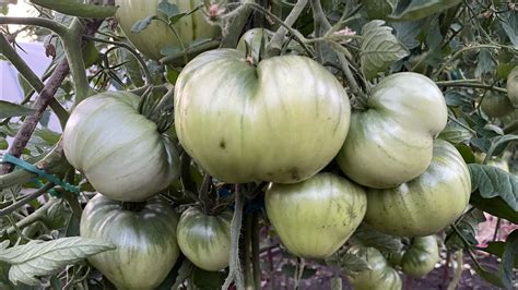 Основной важный уход за томатами во время налива плодов Youtube