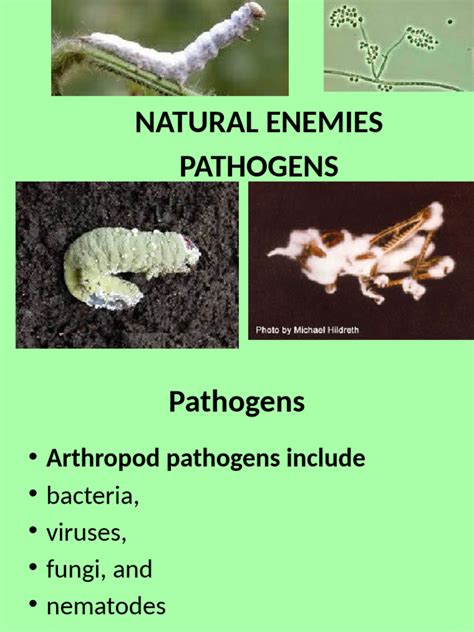 Natural Enemies Pathogens Pdf Biological Pest Control Pathogen