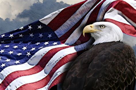 Американский орел с флагами США Стоковое Фото - изображение ...