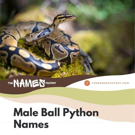 340 Unique Ball Python Names To Get Inspired Now