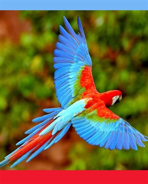 Red Macaw Parrot Latin Americas Symbolic Bird Scarlet Macaw Images