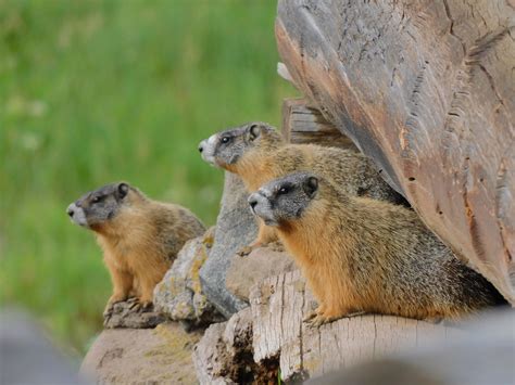 Yellow Bellied Marmot Marmota Marmot Wikipedia