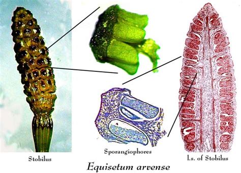 Sphenophyta Sphenophyta