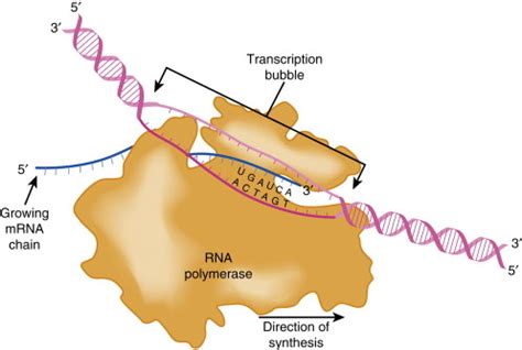 How Cell Uses DNA And RNA To Direct Protein Synthesis Babe Drillers