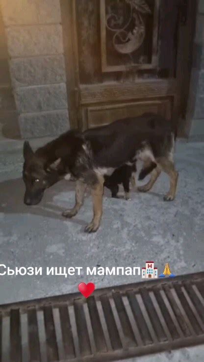 Зоозащита Каскелен Собака девочка нашли на улице замерзала с хорошим ошейником видимо хозяева