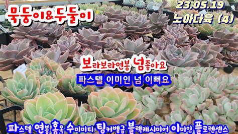 노아다육4묵둥이파스텔연봉팅커벨금웨스턴블루플로렌센스플라밍고블랙캐시미어탈론이미인파키피덤알비폴로라보조개말간홍옥수미미티 Youtube