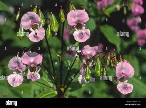 Pink Flowers And Green Seed Pods Of The Himalayan Balsam Plant