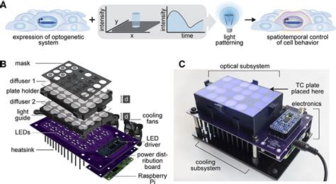 Overview Of Illumination Device Lava For Optogenetic Stimulation Of Download Scientific Diagram