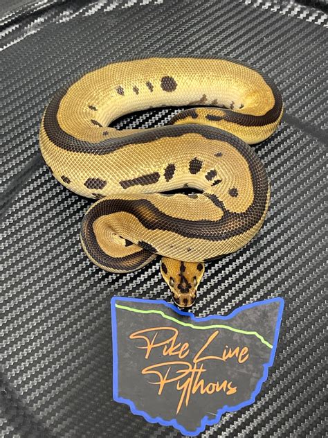 Odyb Leo Clown Het Pied Pos Super Od Or Genex Ball Python By Pike