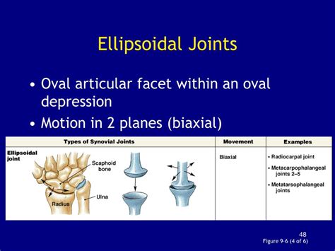 Ellipsoid Joints Meaning Types Features And Faqs Sri 45 Off