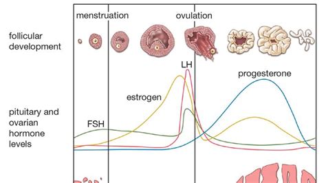 Menstrual Cycle Description Phases Hormonal Control Ovulation