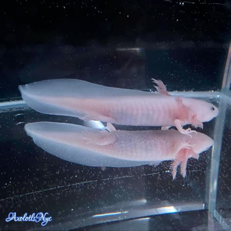 Full Grown Axolotl