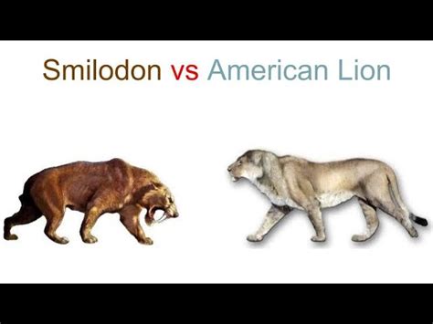 Smilodon Vs American Lion American Lion Archives Cole And Marmalade