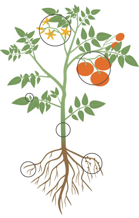 Boron In Plants Us Borax