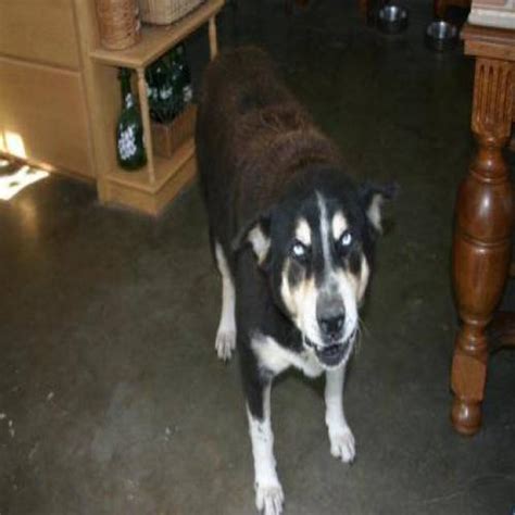 Bitirme Yeni Object Detection Dataset By Bitirme