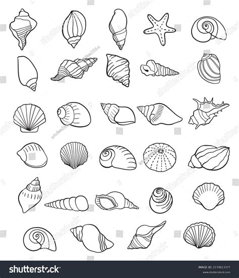 14 892 Seashell Outline Images Stock Photos 3D Objects Vectors