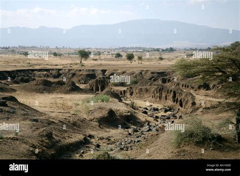 Overgrazing Effects Overgrazing Natural History Of Ecological Restoration