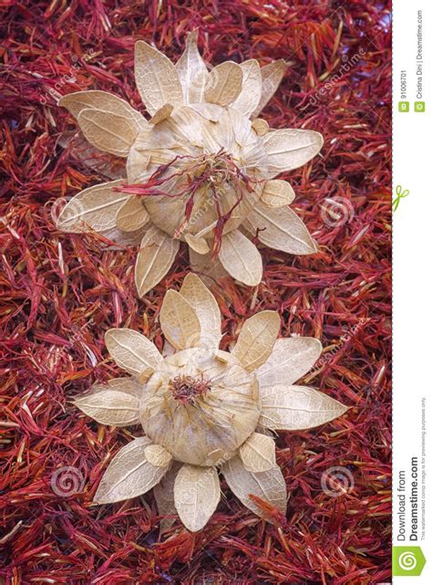 Safflower False Saffron Saffron Thistle Carthamus Tinctorius Linn And Safflower Water