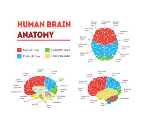 Cerebral Cortex Illustrations Royalty Free Vector Graphics And Clip Art