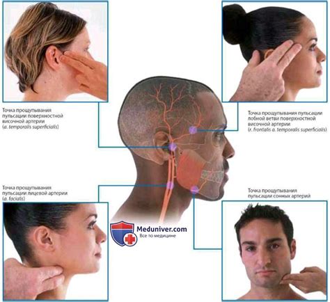 Точки определения пульса на голове и шее