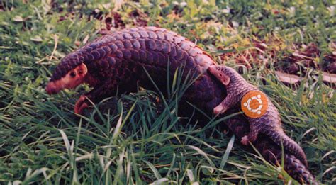 Ubuntu 12 04 Precise Pangolin Unveiled ExtremeTech