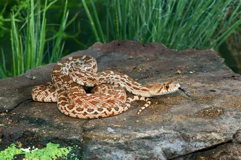 Gopher Snake Focusing On Wildlife