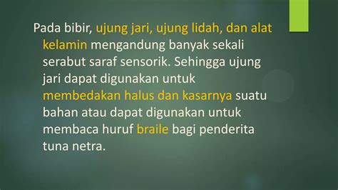 Alat Indera Peraba Kulit Pptx