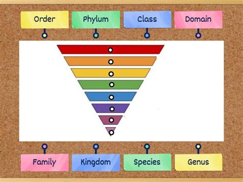 Levels Of Classification Labelled Diagram Levels Of Classification Labelled Diagram