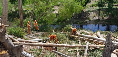 Cape Tree Services Are You Looking For A Pr In Mosselbay Western Cape Ads Sa