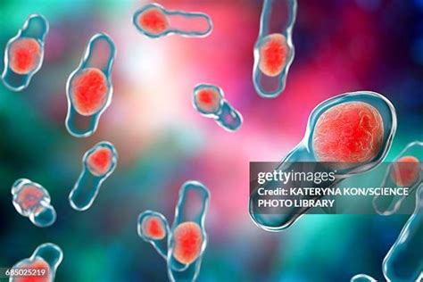 Clostridium Difficile Bacteria High Res Illustrations Getty Images
