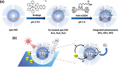 Schematic Representations Of A Preparation Of Ru Loaded Apo Hsf Via