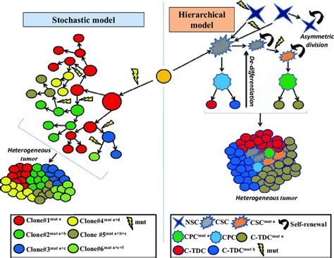1 Diagrammatic Representation Of Stochastic And Hierarchical Models Of