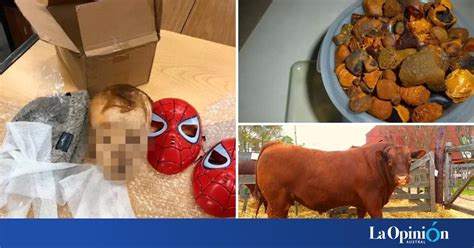 Los Secuestros Más Insólitos De Aduana El Cráneo De Un Niño Momificado