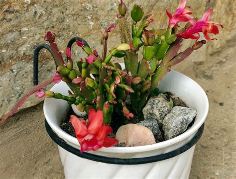 When To Bring Your Potted Plants Inside Backyard Boss